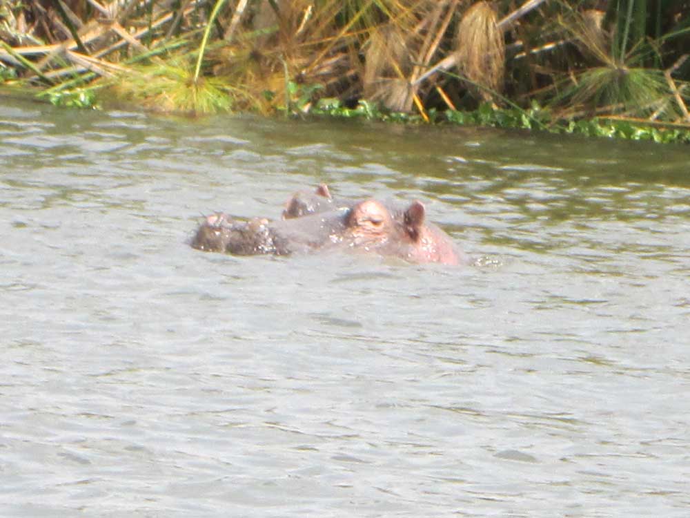 Single hippo – Good Morning Sunshine