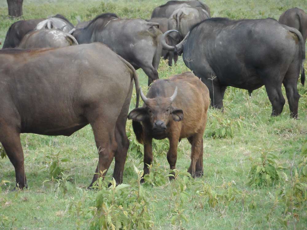 Cape Buffalo Calf – Good Morning Sunshine