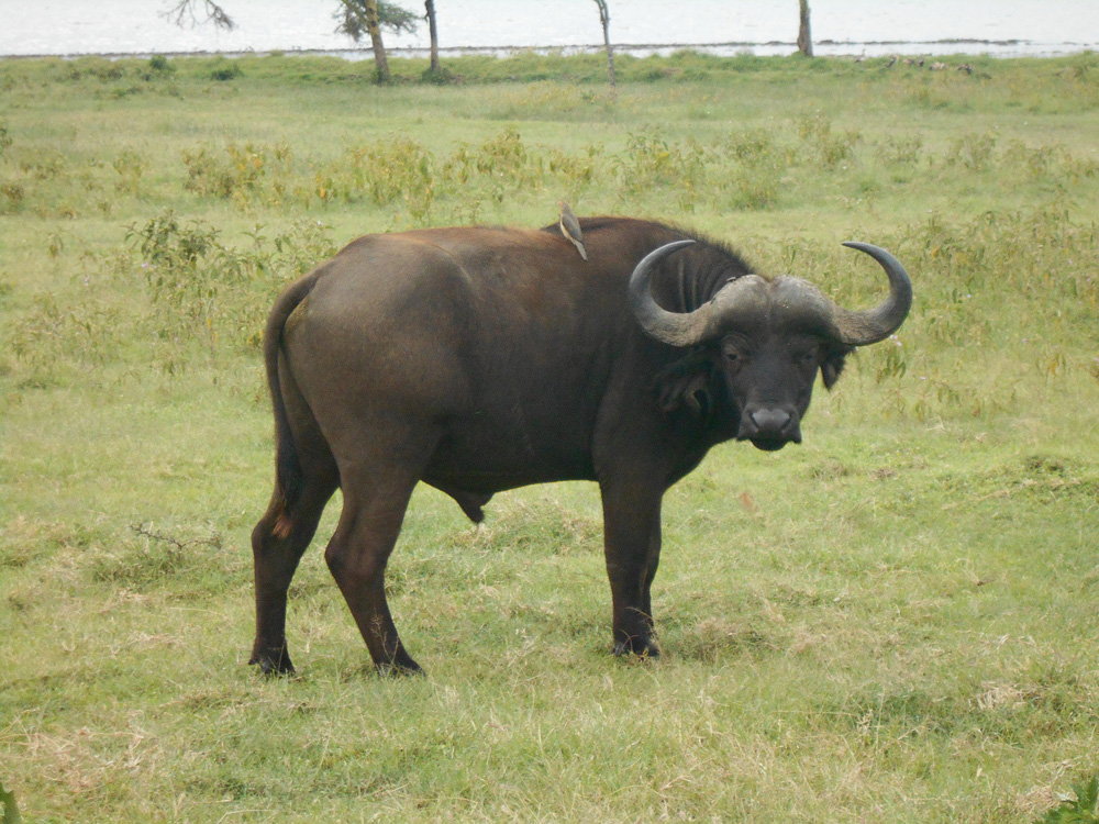 Buffalo – Good Morning Sunshine