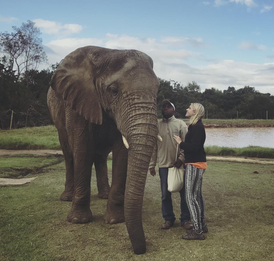 Elephant 1 – Good Morning Sunshine