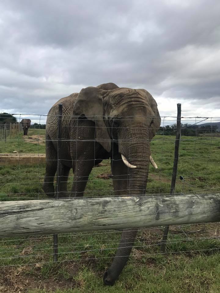 Elephant 4 – Good Morning Sunshine