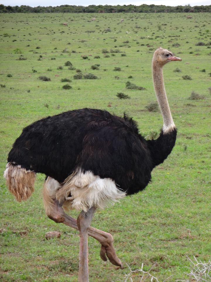 Ostrich – Good Morning Sunshine