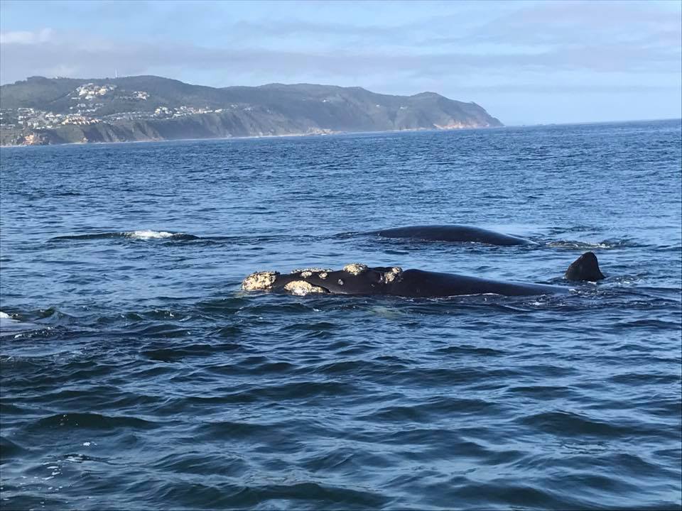 Whale 2 – Good Morning Sunshine